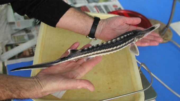Danube River to be planted with wild sturgeon - Life